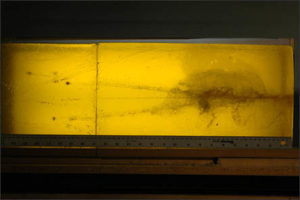 [Beginner's Guide]: Buckshot for Home Defense - Pew Pew Tactical