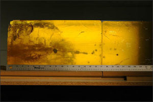 [Beginner's Guide]: Buckshot for Home Defense - Pew Pew Tactical