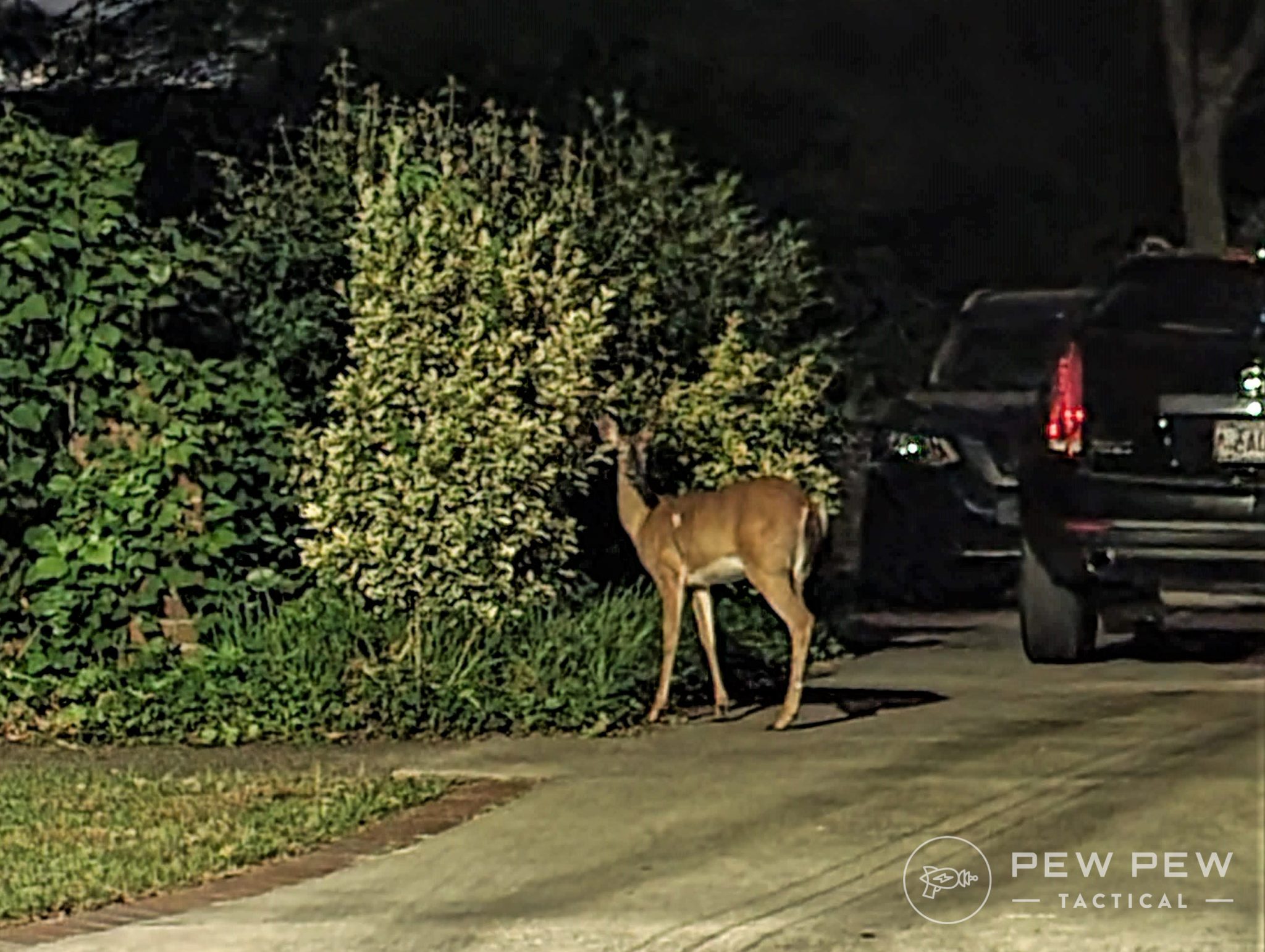 Introduction to Deer Hunting - Pew Pew Tactical