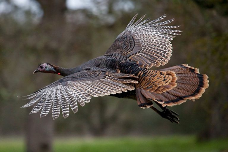 Hunting Turkeys with Handguns [Guns, Ammo, Tips] - Pew Pew Tactical