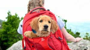 Dog Bug Out Bag Guide: Complete Checklist - Pew Pew Tactical