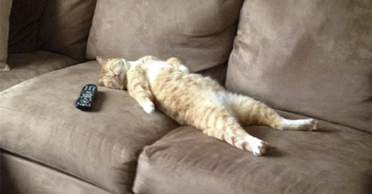 11 Best Roller-Delayed Subguns & Rifles - Pew Pew Tactical