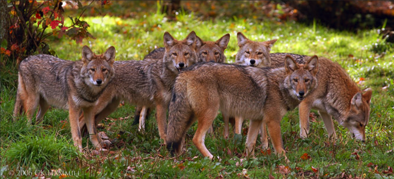 Best Coyote Hunting Cartridges: Rimfire, Centerfire & Shotgun - Pew Pew ...