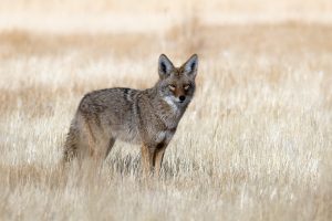 Best Coyote Hunting Cartridges: Rimfire, Centerfire & Shotgun - Pew Pew ...