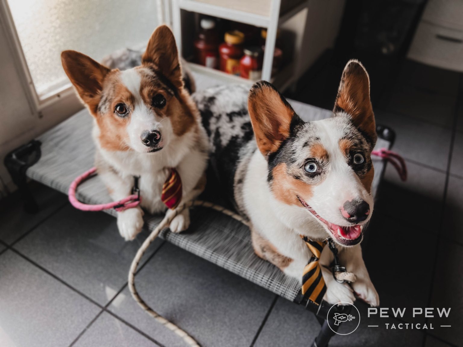 Dog Bug Out Bag Guide: Complete Checklist & Best Bags - Pew Pew Tactical