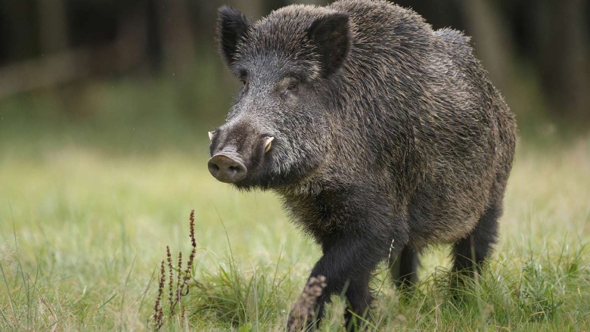 Hunting Wild Boar in California - Pew Pew Tactical