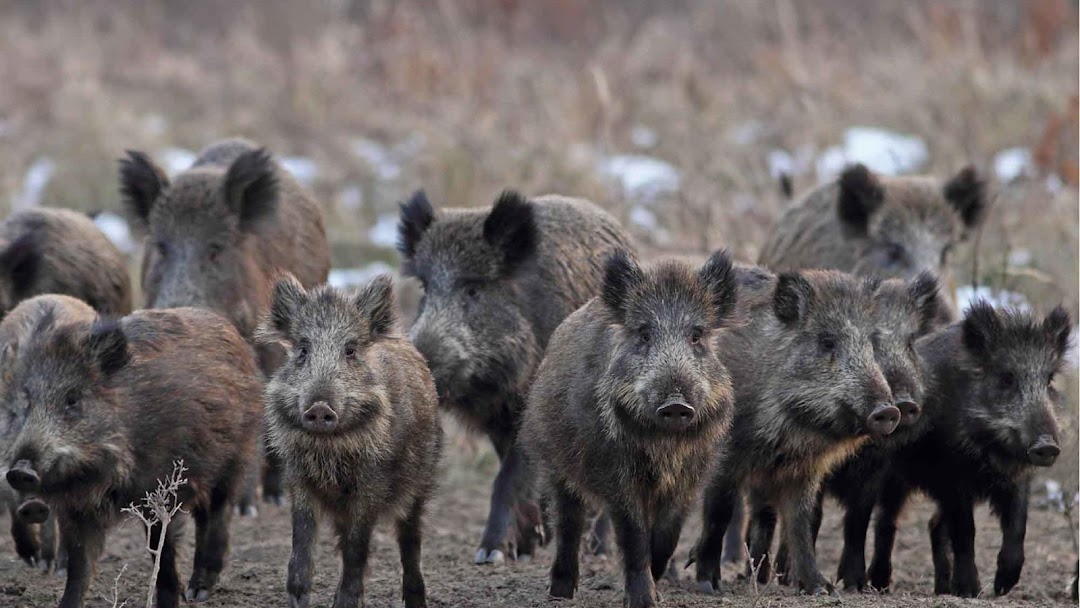 Hunting Wild Boar in California - Pew Pew Tactical